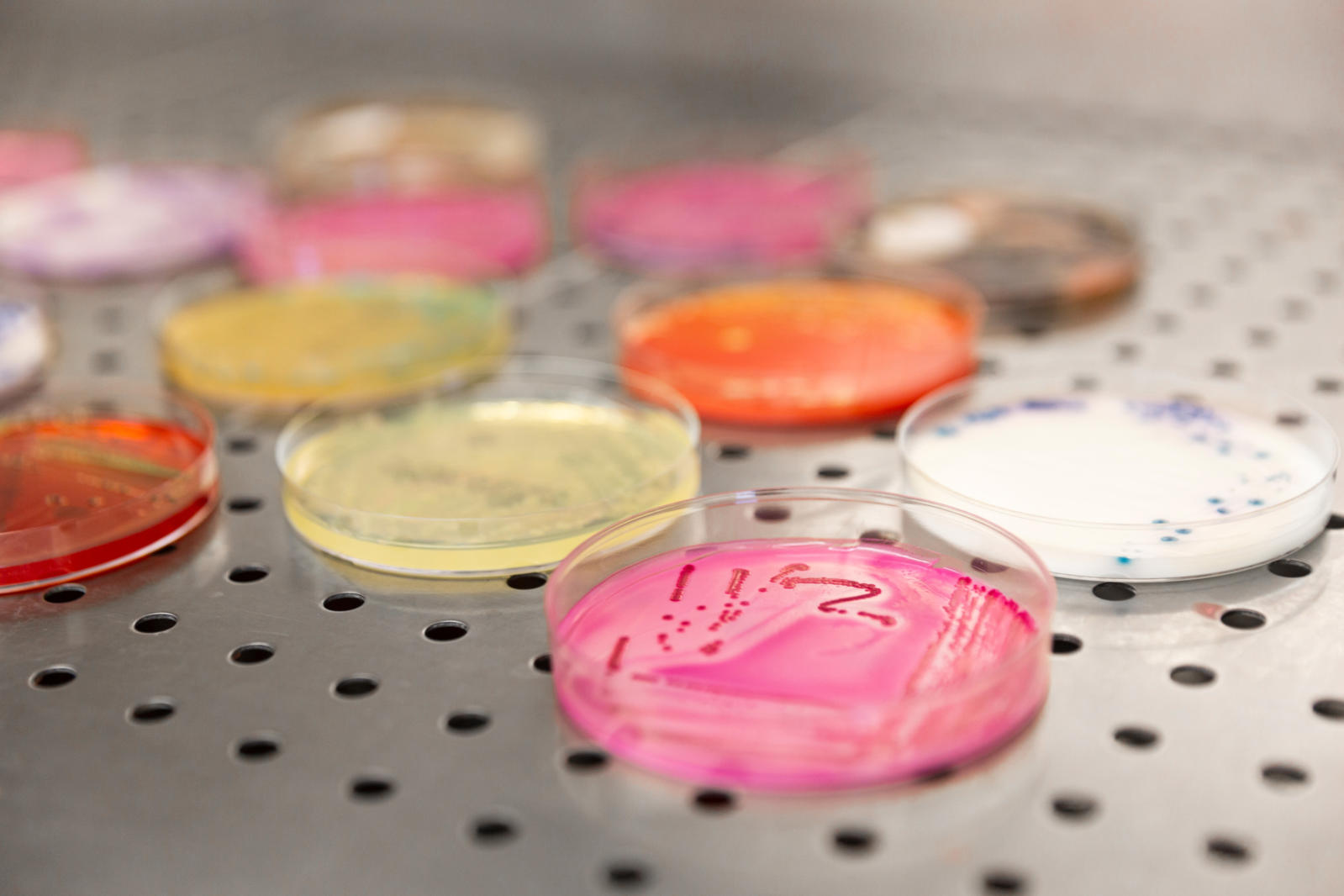 Microbiologia Alimentare e Ambientale - Laemmegroup